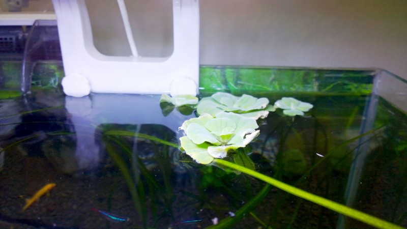 Cheap DIY CO2 Diffuser for Planted Aquarium