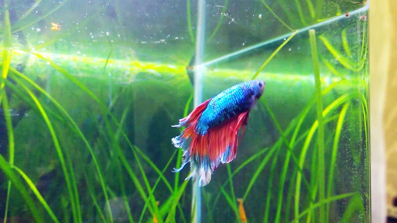 Treating Sick or Diseased Aquarium Fish