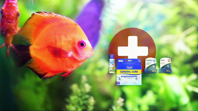 Treating Sick or Diseased Aquarium Fish