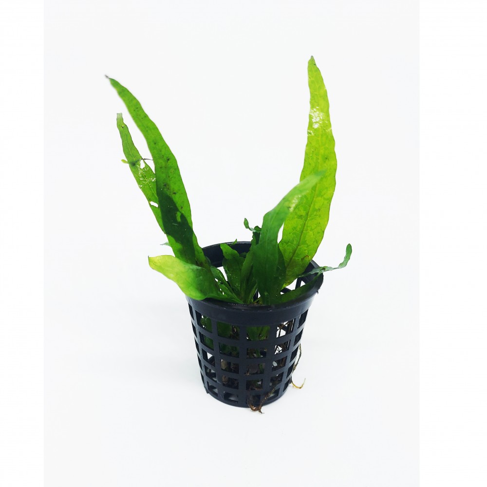 Microsorum pteropus 'Narrow' - Java Fern
